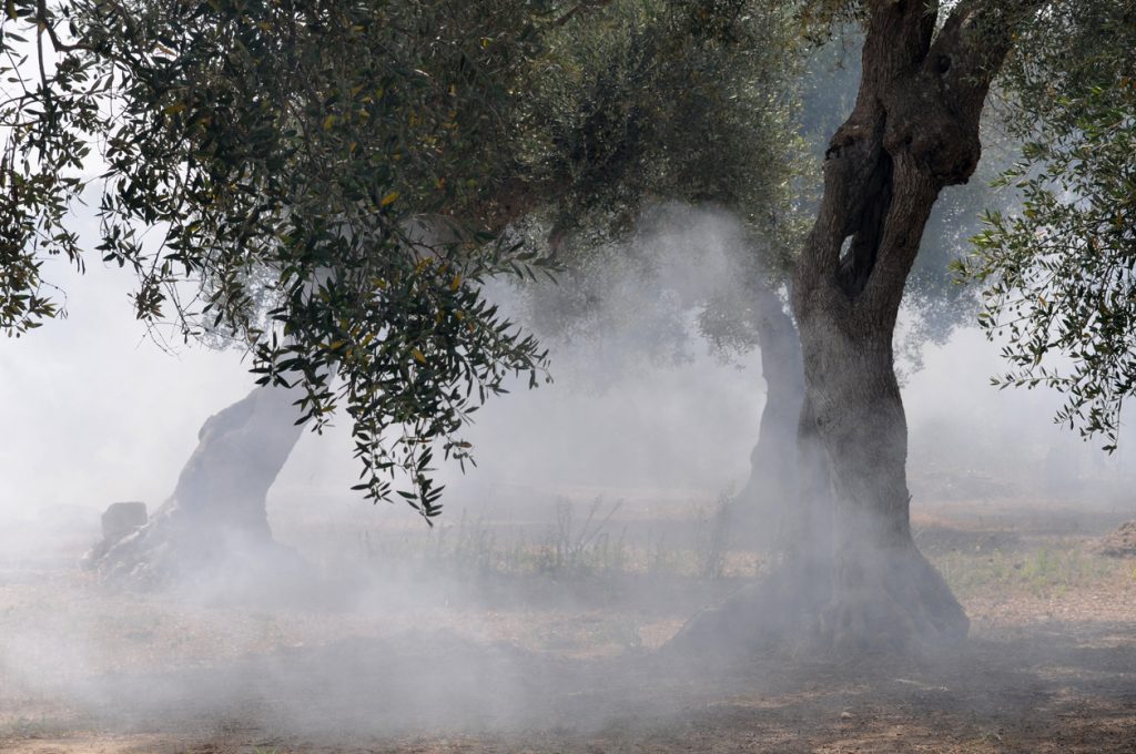 Το φιλί της πεταλούδας - Triklopodia