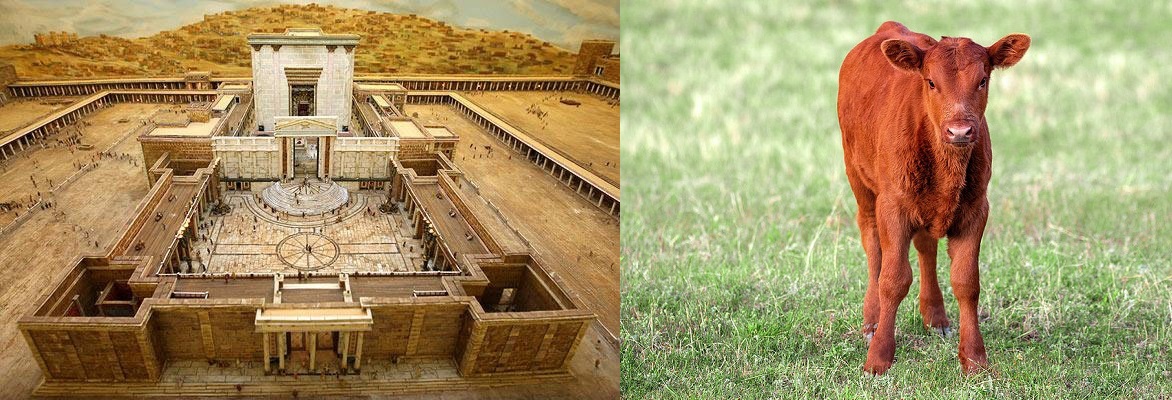 ΜΙΑ ΣΚΕΠΤΟΜΕΝΗ ΕΛΛΗΝΙΔΑ : ΚΟΚΚΙΝΕΣ ΑΓΕΛΑΔΕΣ, ΠΡΑΣΙΝΑ ΑΛΟΓΑ ΚΑΙ ΕΝΑΣ ...