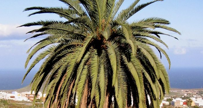 Ελισάβετ Νικολάου: Η «ΦΟΙΝΙΚΙΑ» - Triklopodia