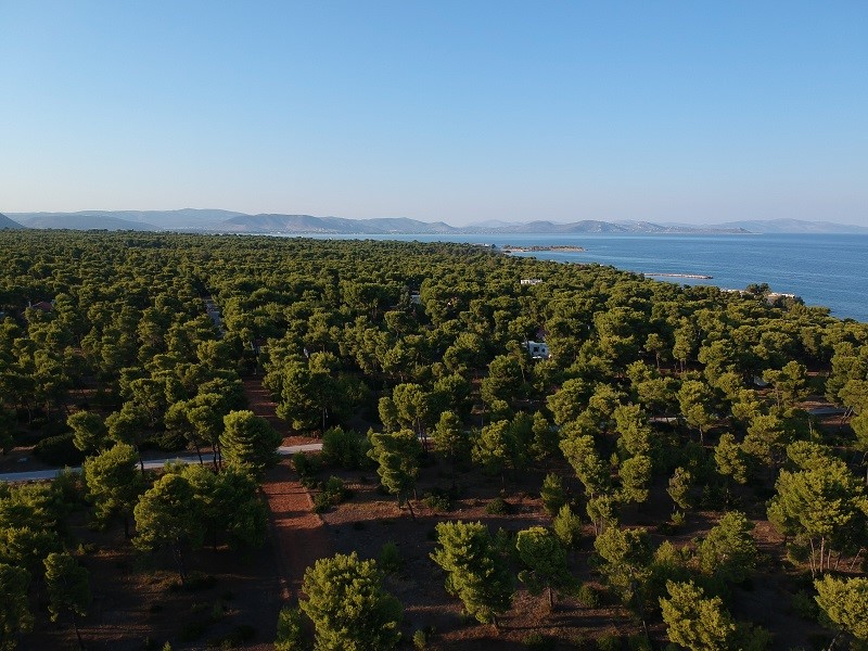 ΠΟΠΗ ΖΩΗ : ΔΙΚΗ ΓΙΑ ΤΟ ΜΑΤΙ - Triklopodia