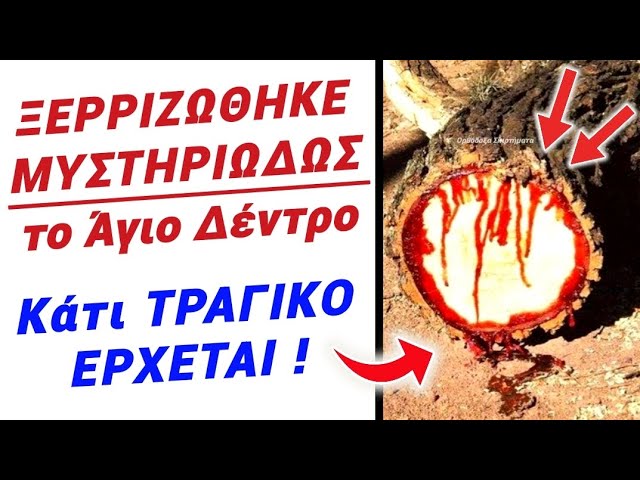 ΚΑΤΙ ΤRΑΓlΚΟ ΕΡΧΕΤΑΙ σε 5 μέρες! Ξερριζωθηκε ΜΥΣΤΗRΙΩΔΩΣ Αγιο Δέντρο ...
